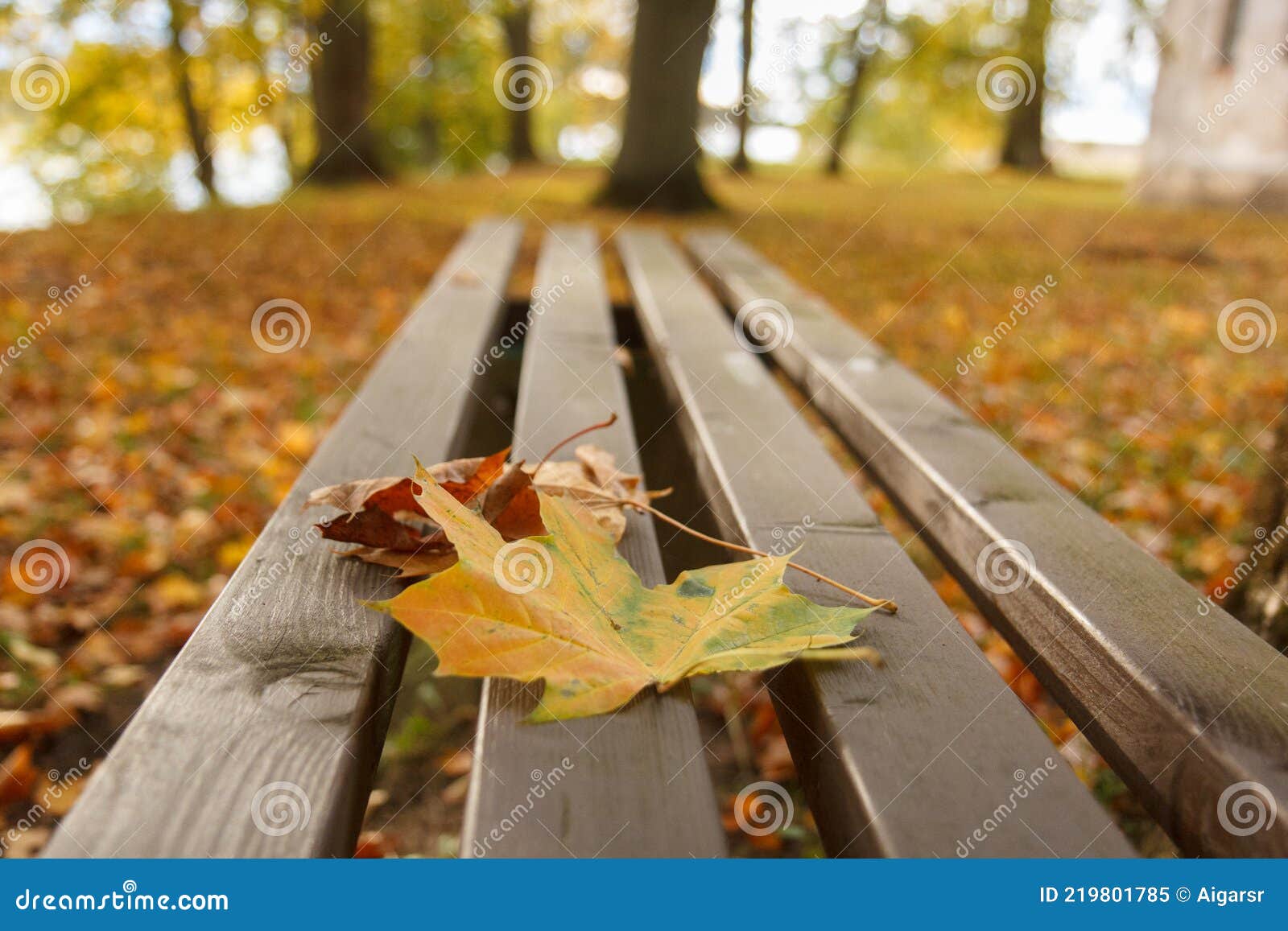 Leaves on bench stock image. Image of color, foliage - 219801785