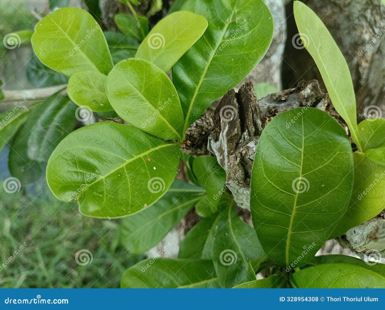 Leaves of the Berenuk Fruit Tree with the Scientific Name Crescentia ...