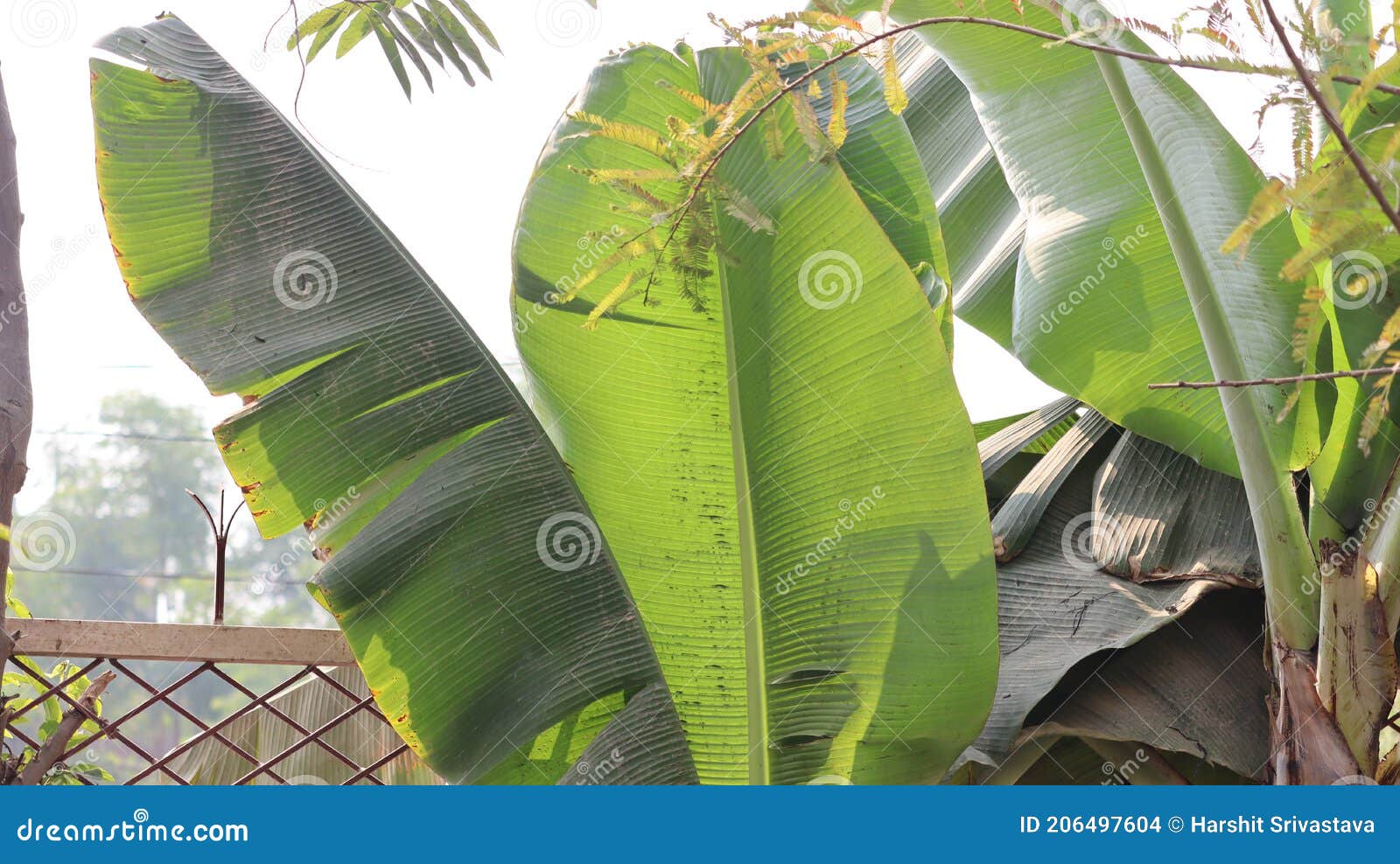 Leaves of the Big Banana Tree in the Sunlight. Stock Photo - Image of ...