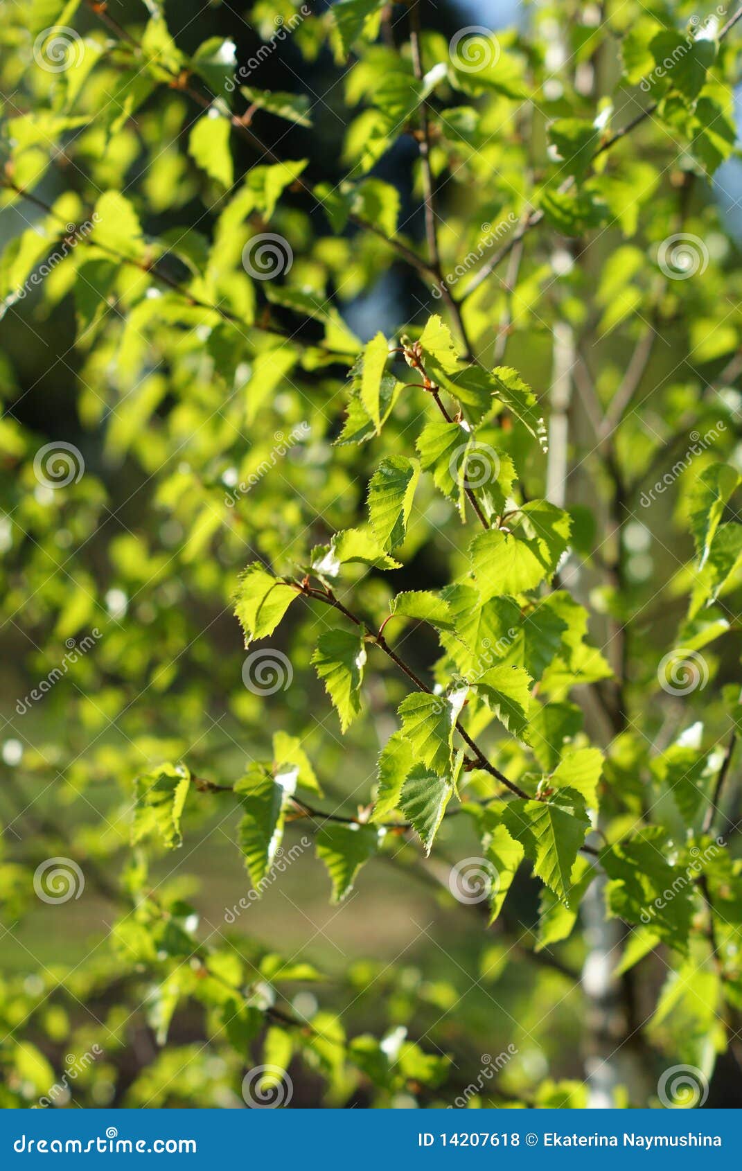 Leaves of a birch tree stock photo. Image of freshness - 14207618