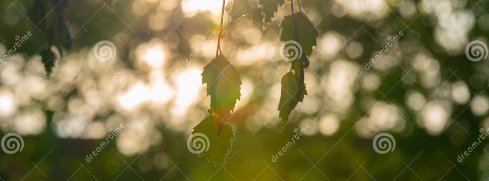 Leaves of a Birch Tree in the Backlight Stock Photo - Image of flare ...