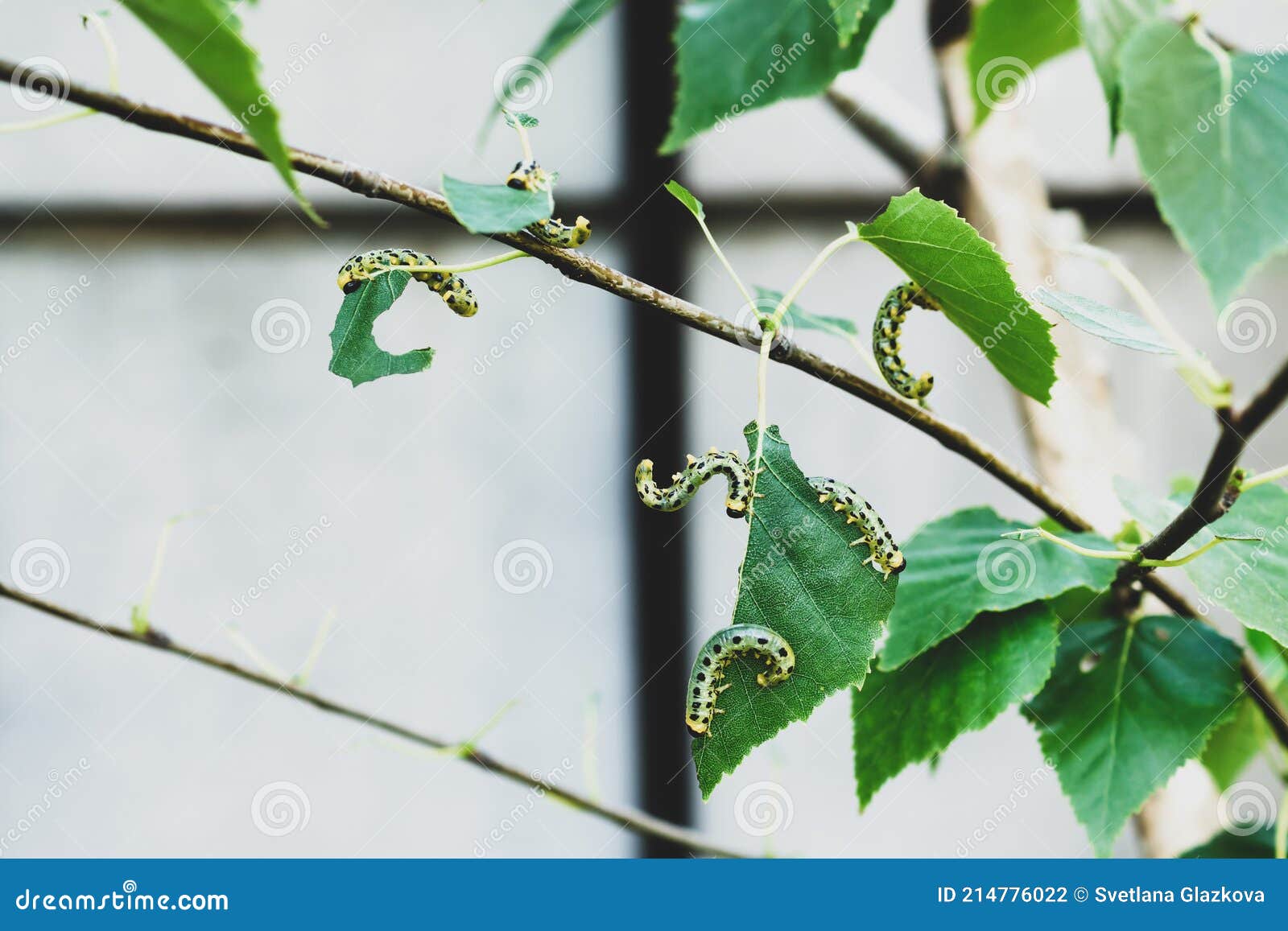 Leaves Birch Tree Covered with Caterpillars Pest Stock Photo - Image of ...