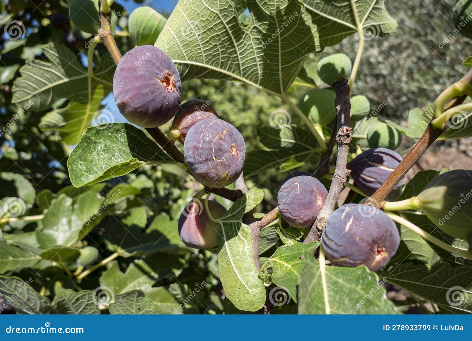 Ripe figs on the fig tree stock image. Image of ripe - 278933799