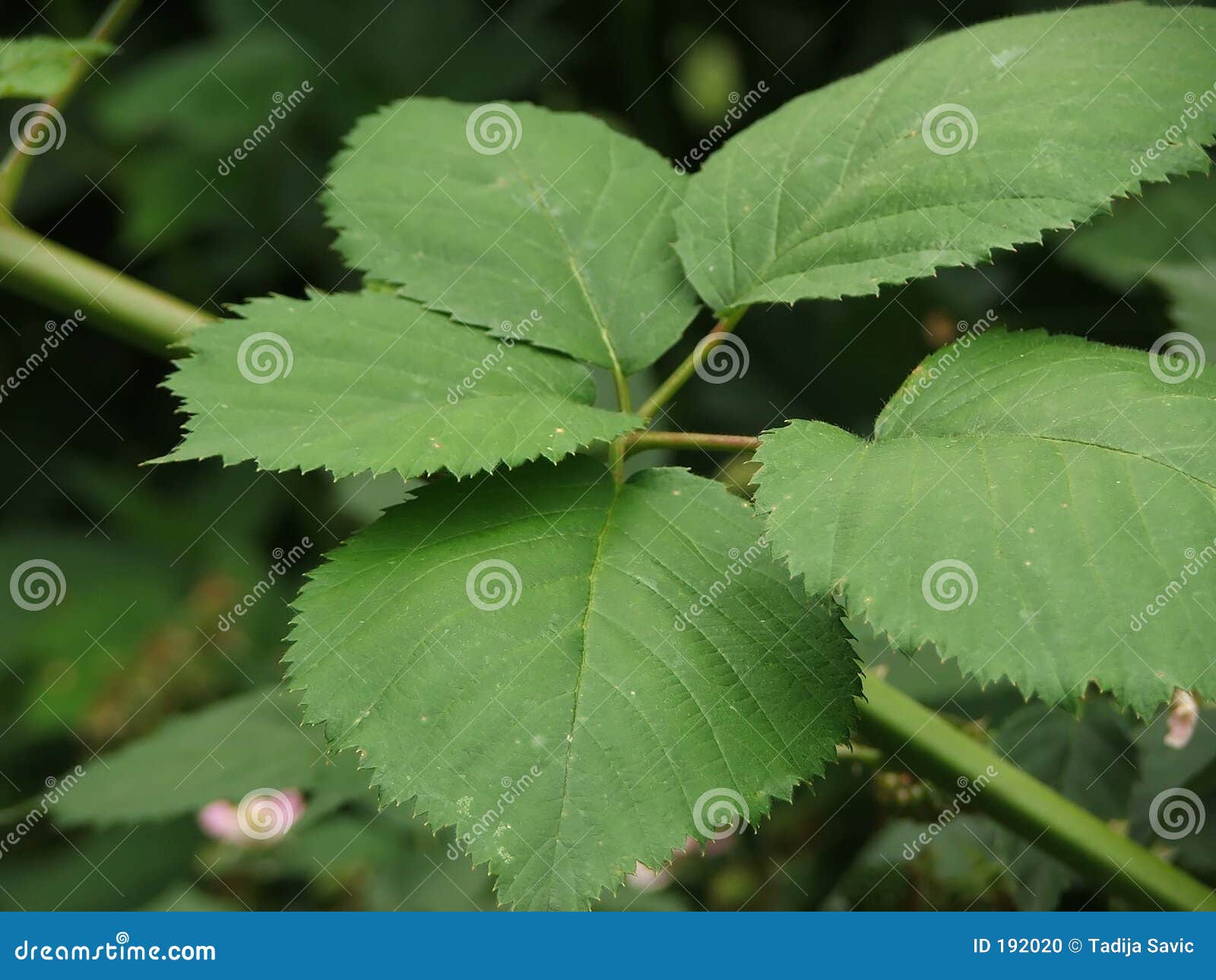 Leaves of blackberry stock photo. Image of grass, bramble - 192020