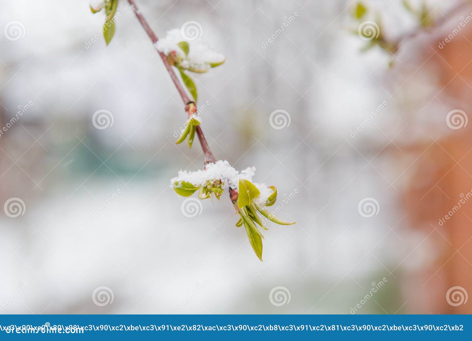 The Leaves Bloom and Snow Fell. Snow on the Green Leaves. Late Snow ...