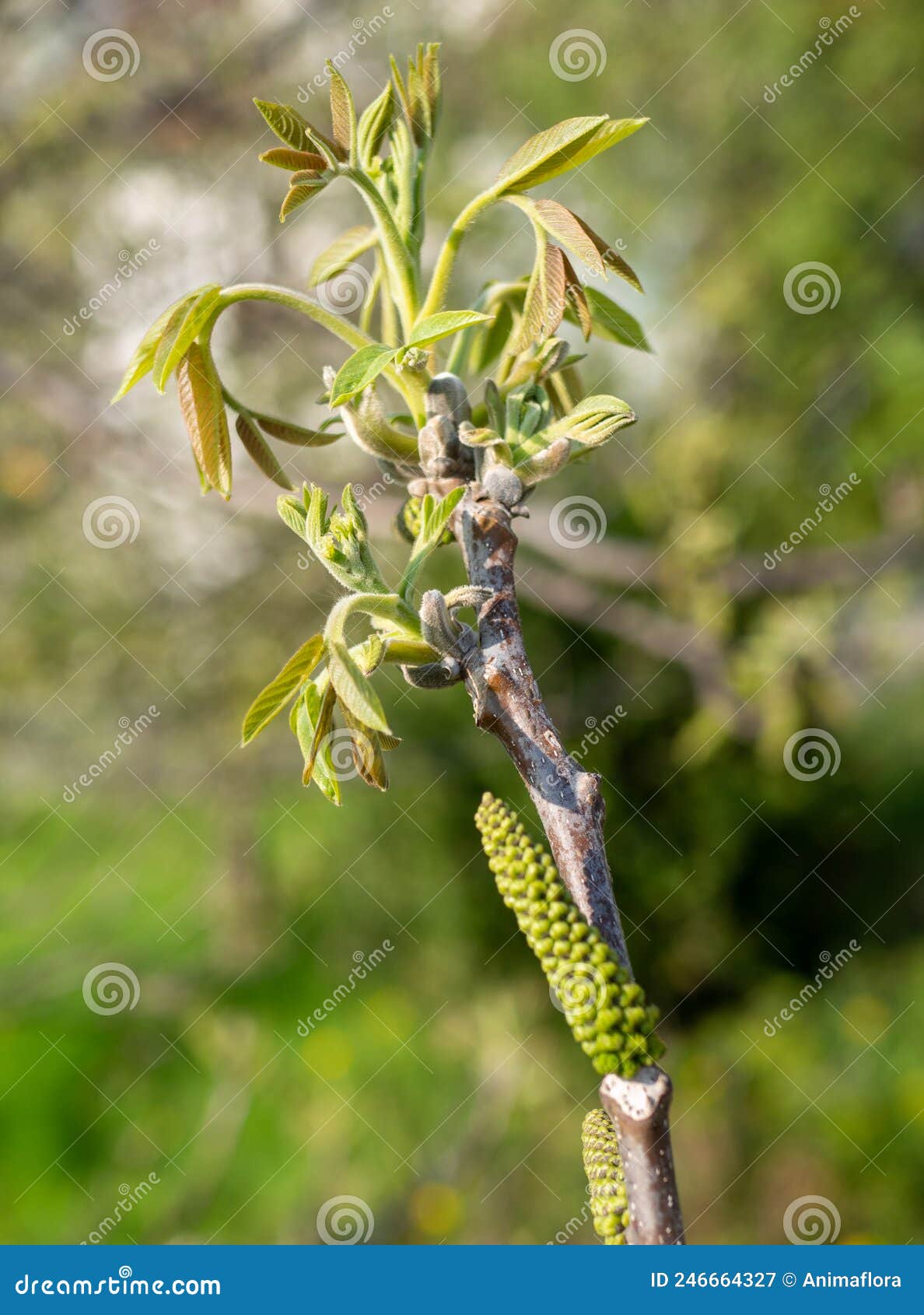 Leaves and Blossom of Walnut Tree in Spring Stock Image - Image of ...