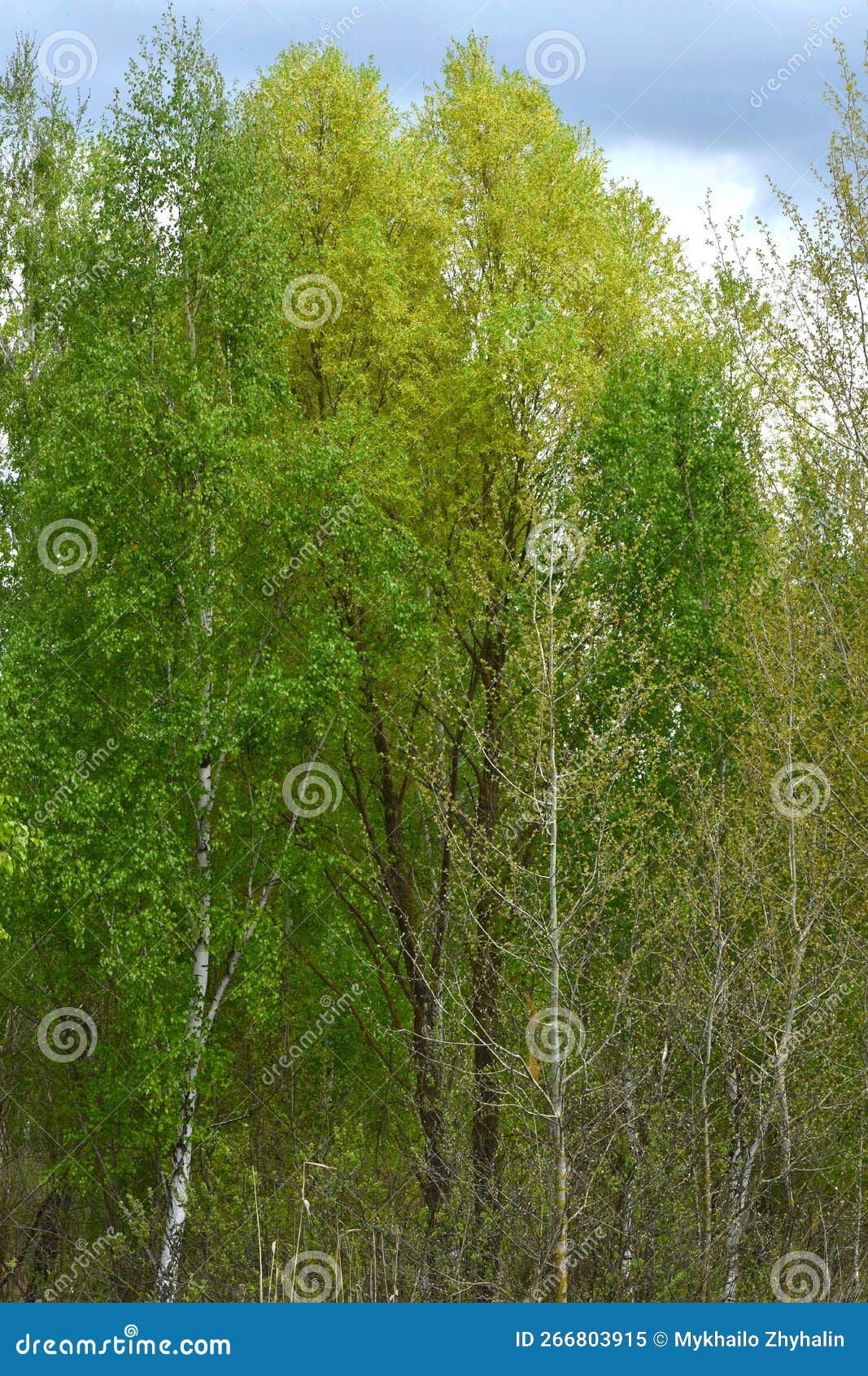 Tall Slender Trees with Early Spring. Stock Image - Image of flora ...