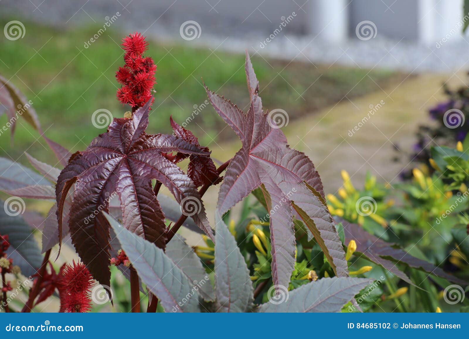 Leaves and Blossoms of the Poisonous Castorbean (Ricinus Communis ...