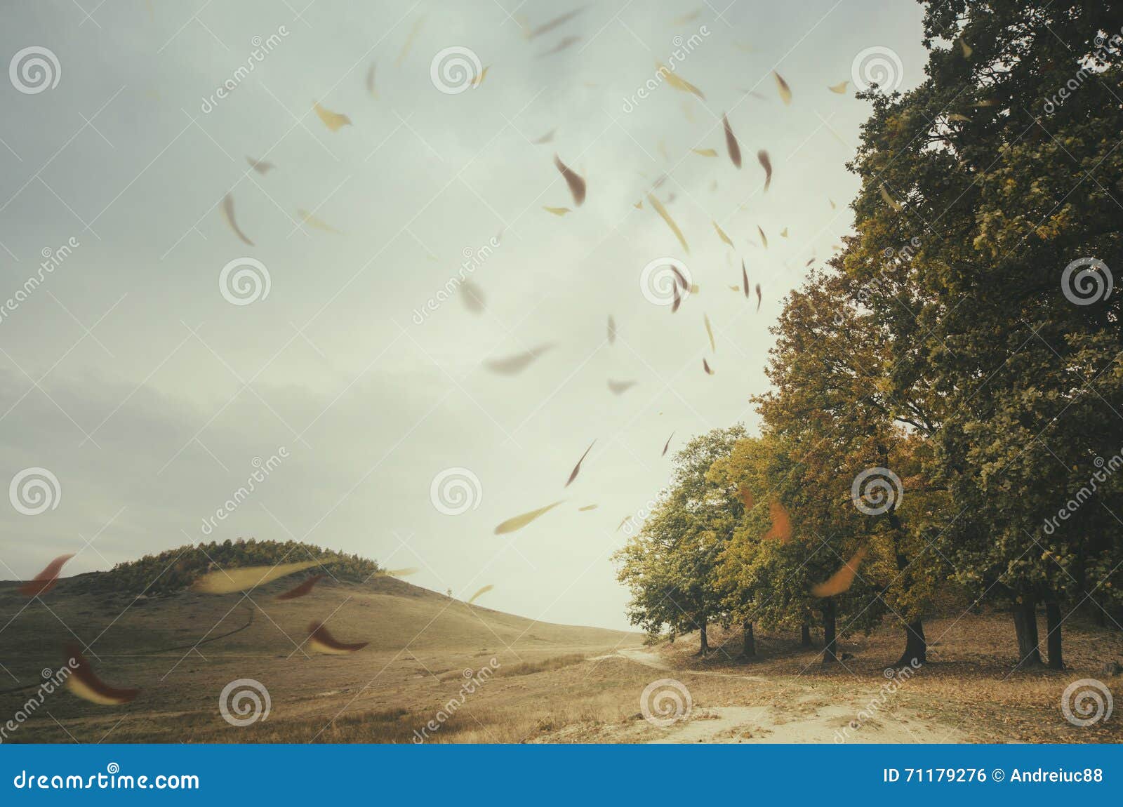 Leaves Blown by Wind in Autumn Stock Photo - Image of tree, forest ...