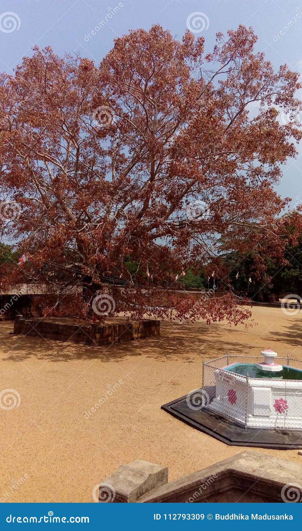Leaves of Bo Tree Image editorial stock image. Image of subtle - 112793309