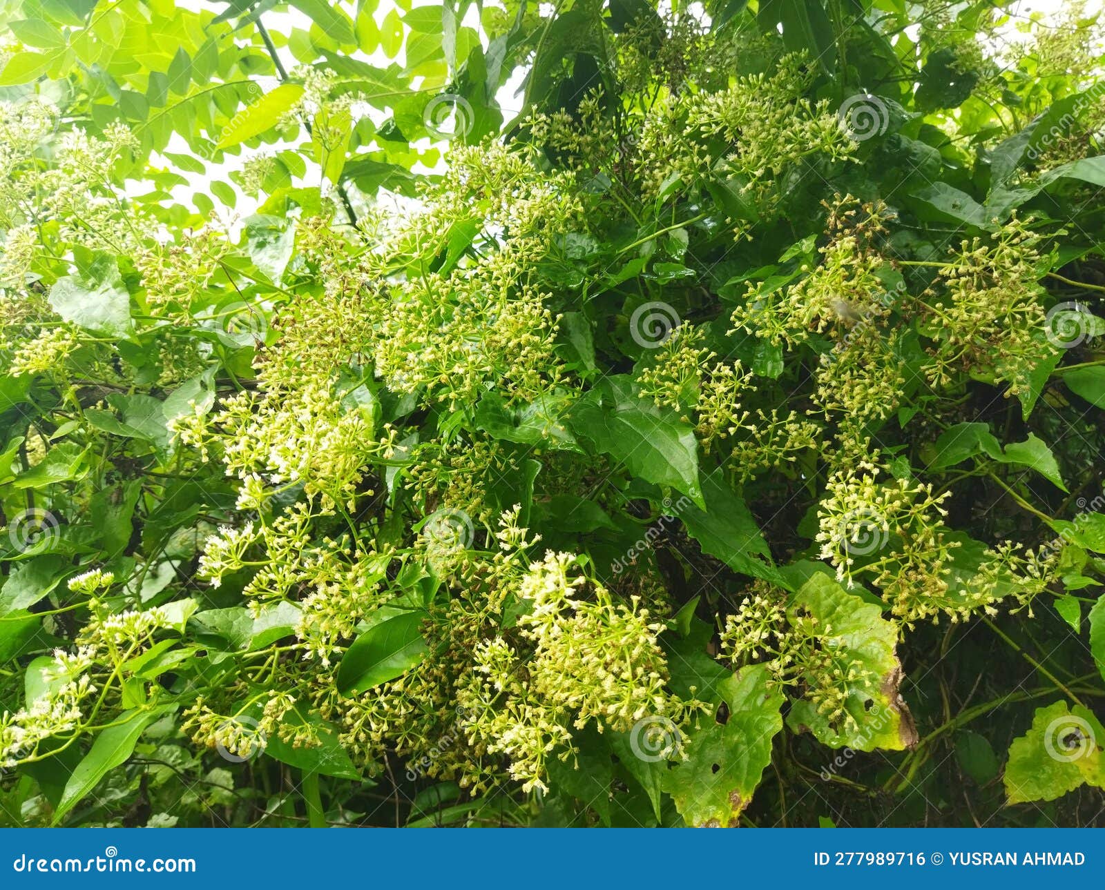 The Leaves of the Body are Lush and Vines Above the Trees Stock Photo ...