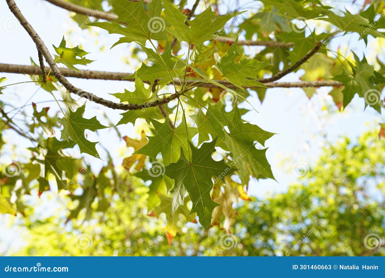 Leaves of Brachychiton Australis Commonly Known As the Broad-leaved Bottle Tree Stock Image ...