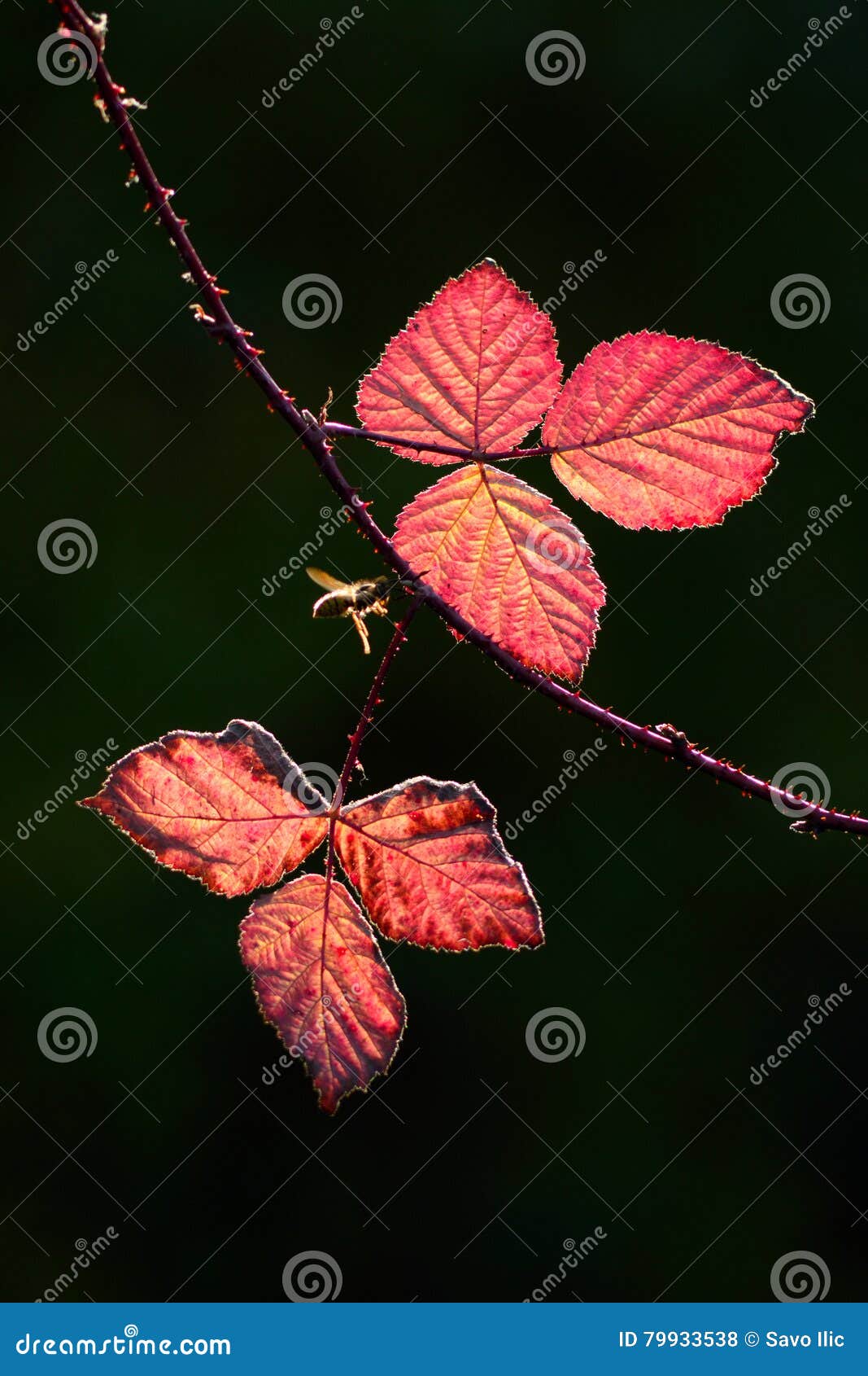 Leaves of bramble stock photo. Image of foliage, bramble - 79933538