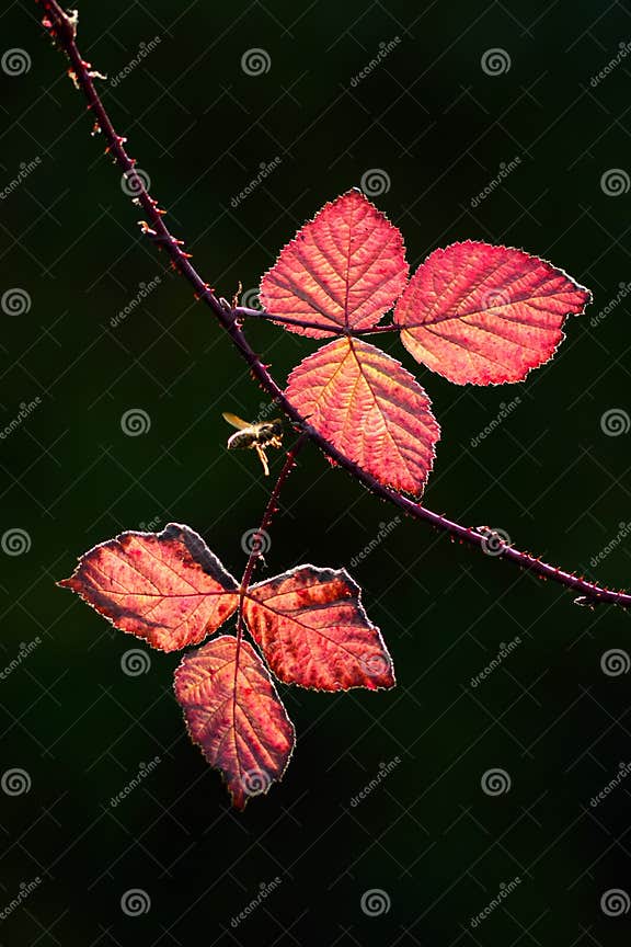 Leaves of bramble stock photo. Image of foliage, bramble - 79933538