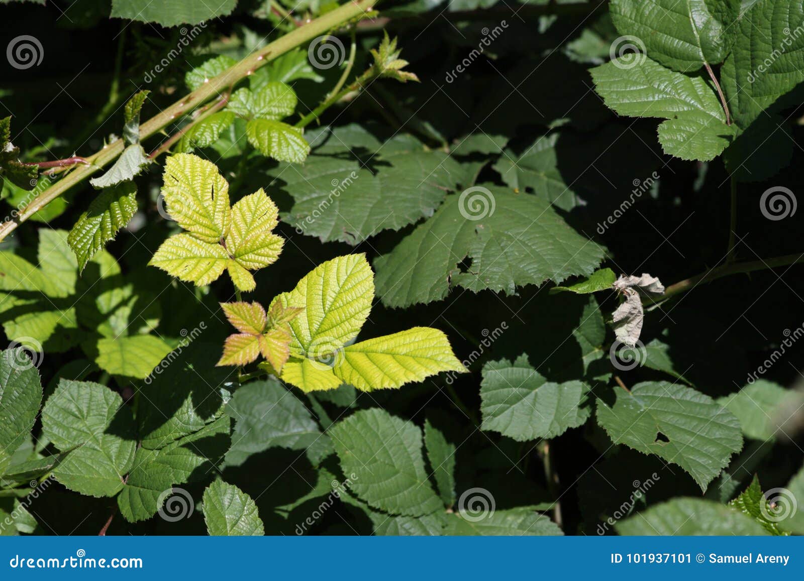 Leaves of bramble stock image. Image of flora, leaf - 101937101