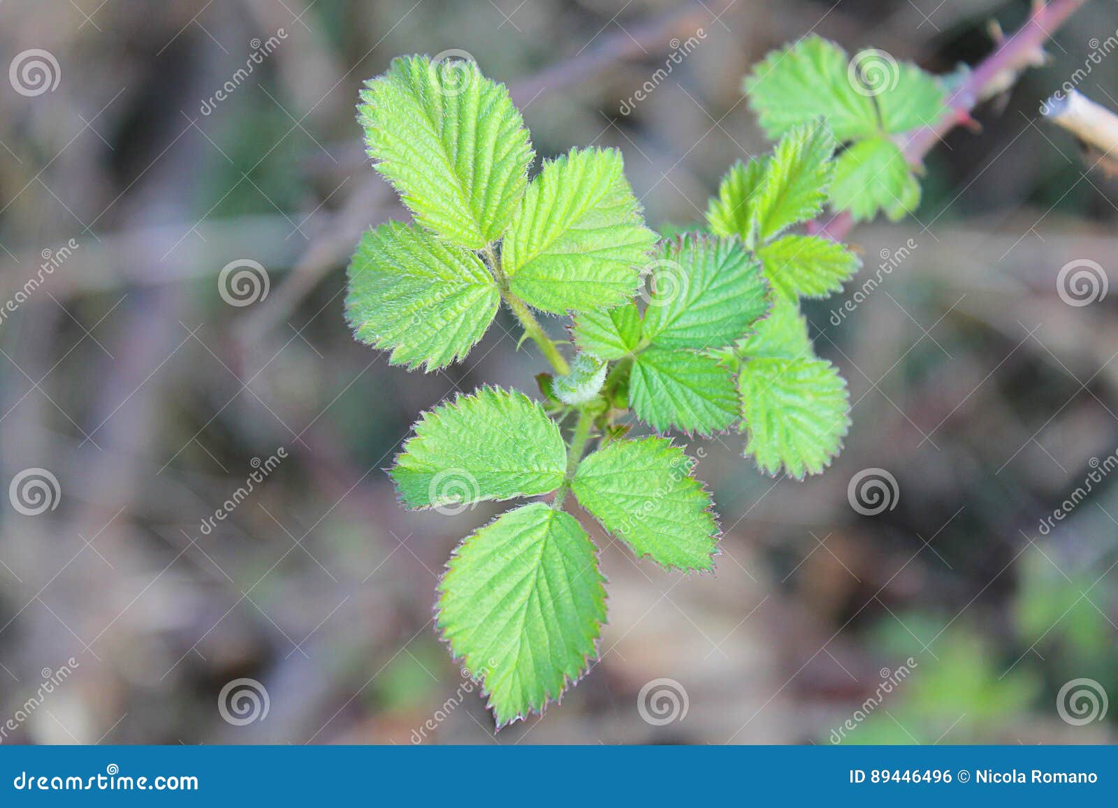 Leaves of brambles stock photo. Image of brambles, meadow - 89446496