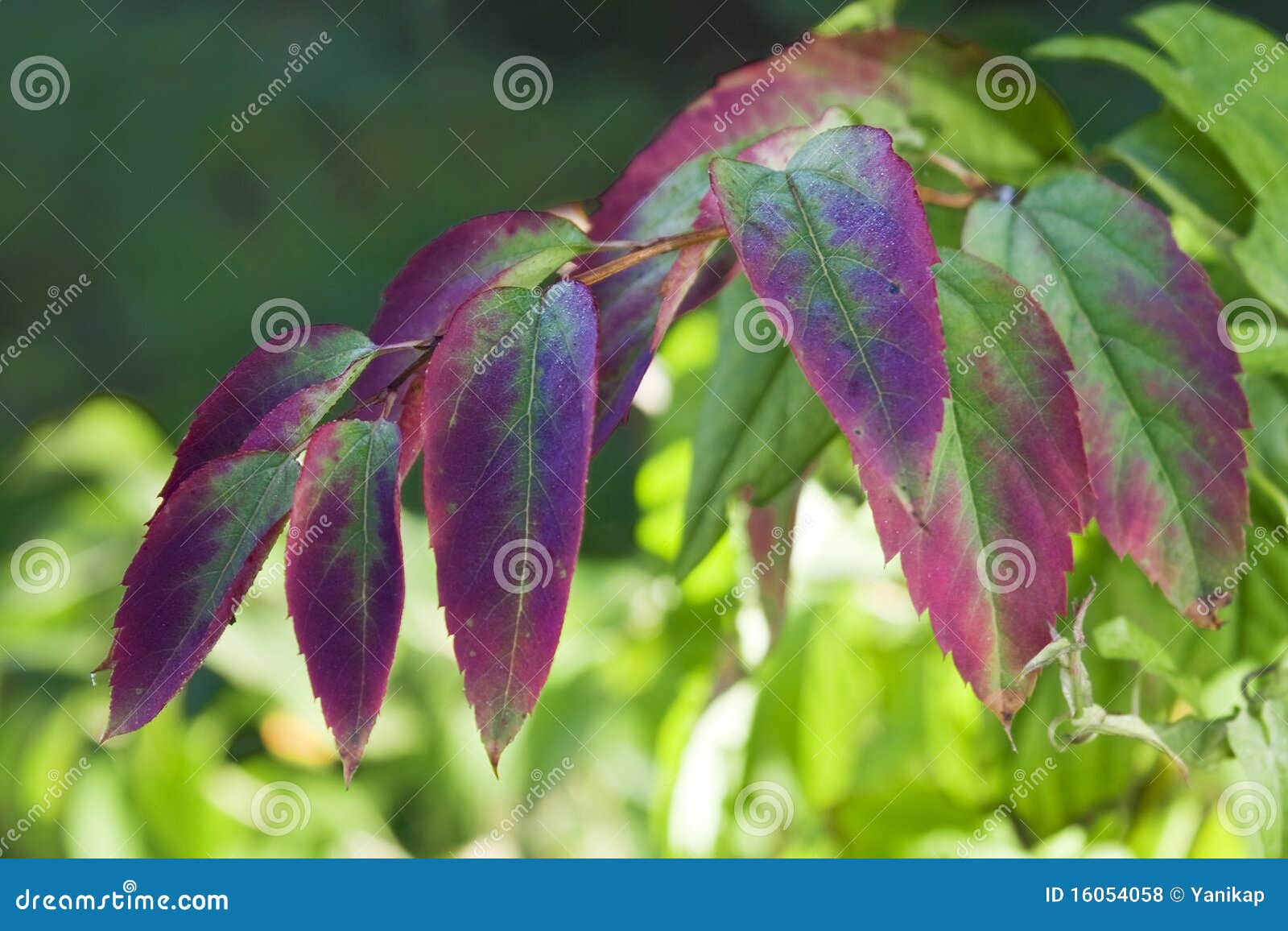 Leaves on a branch stock photo. Image of outdoors, green - 16054058