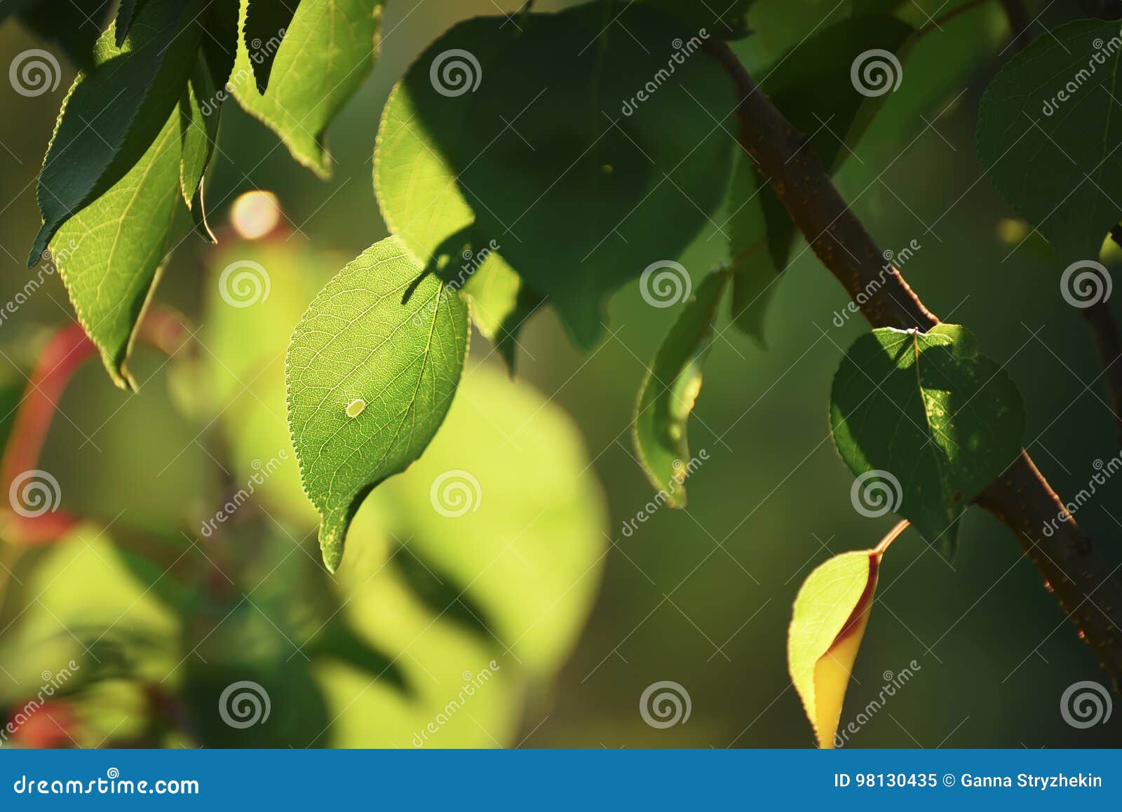 Leaves on a Branch of a Fruit Tree in Sunlight. Stock Image - Image of ...