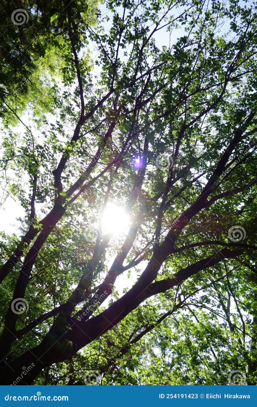 Forest Tree Leaves and Branch Patterns Stock Image - Image of woods ...