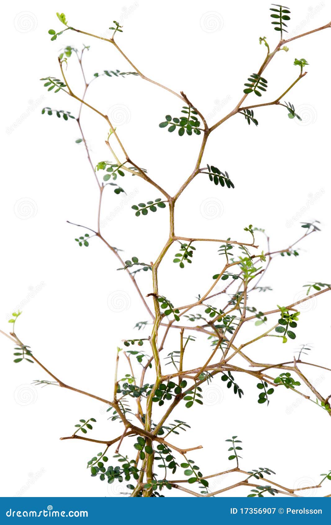 Leaves and branches stock image. Image of branch, bright - 17356907