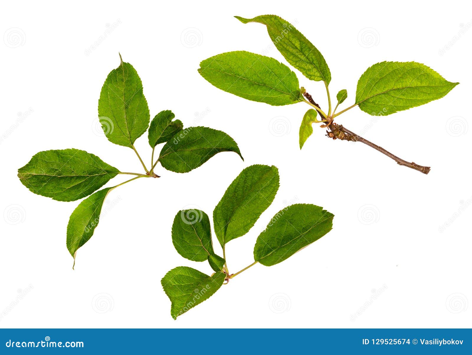 Leaves and Branches of Apple Trees Stock Photo - Image of apple, leaf ...