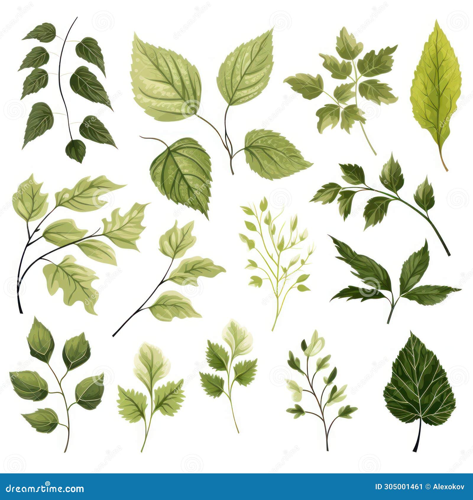 Leaves and Branches of Different Types of Plants. Illustration Stock ...