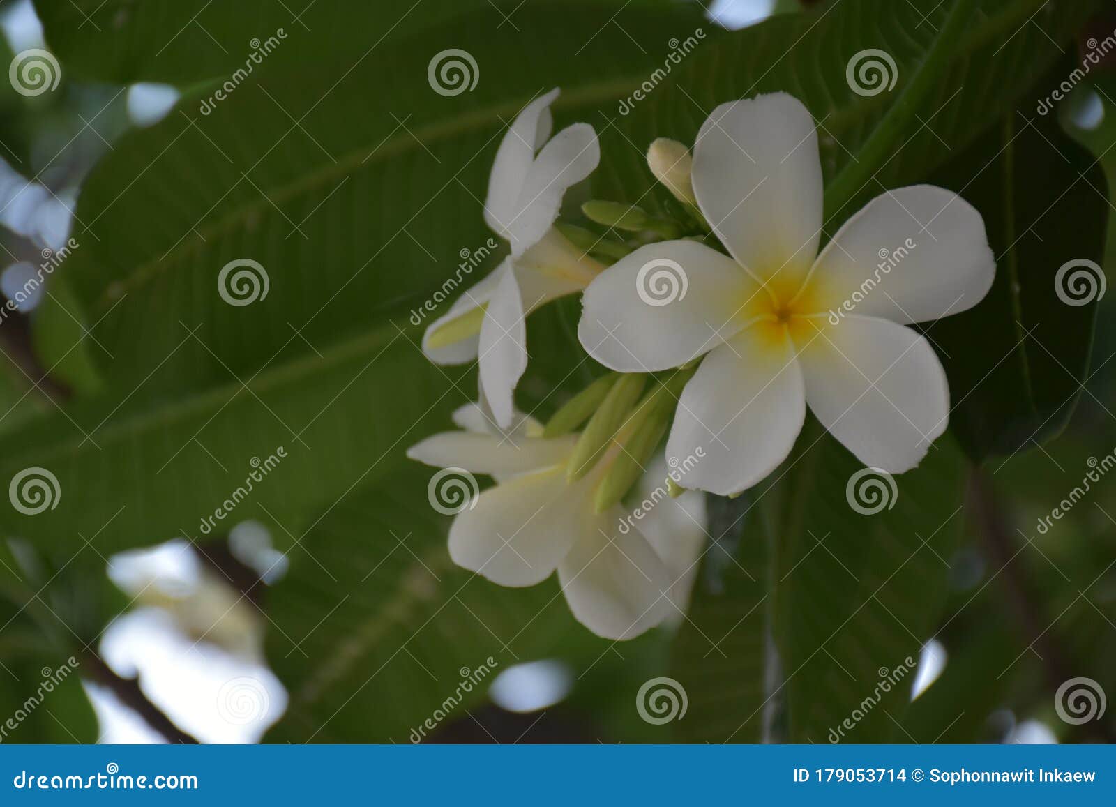 Frangipani, Plumeria, Temple Tree, Graveyard Tree Stock Photo - Image ...