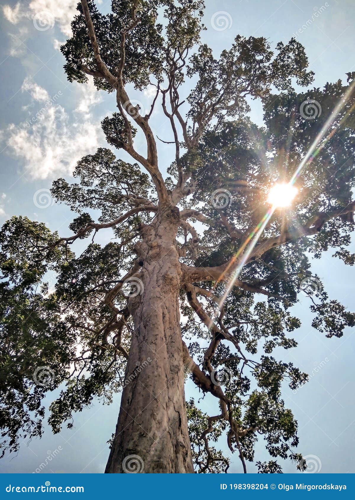 Leaves and Branches of a Giant Tree with Sunlight on Nature Stock Photo ...