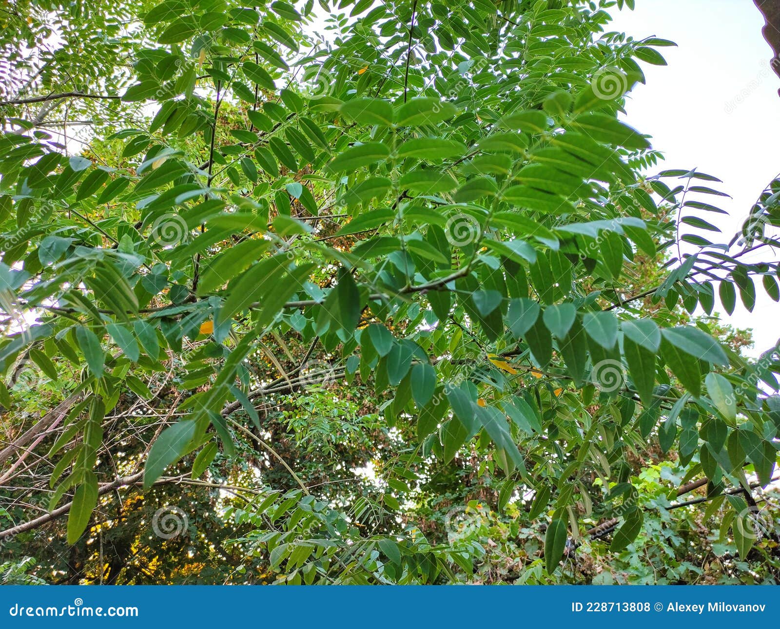 Leaves and Branches of the Japanese Sophora Tree Stock Photo - Image of ...