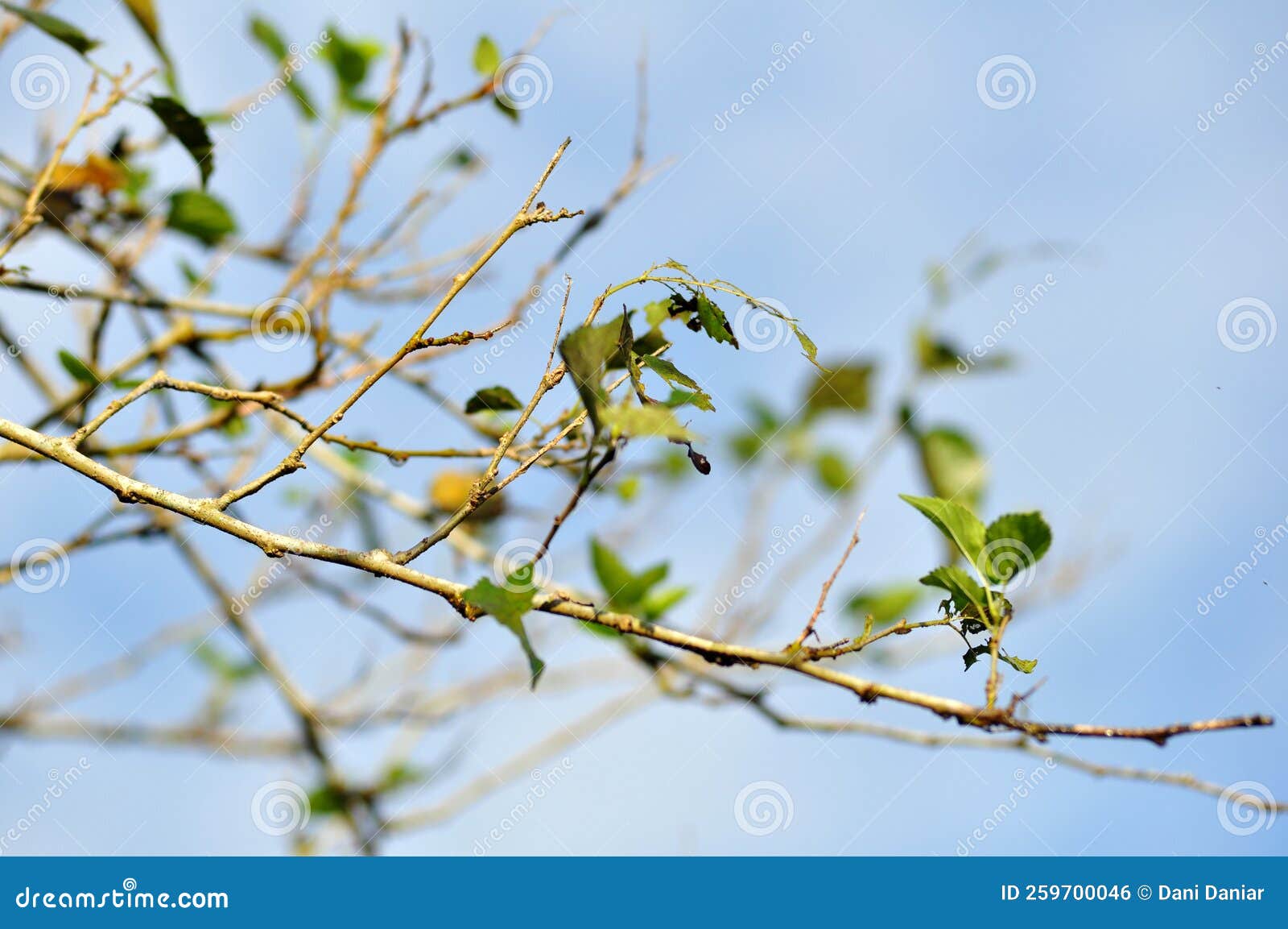 The Leaves and Branches of the Mulberry Tree on the Blue Sky Background ...