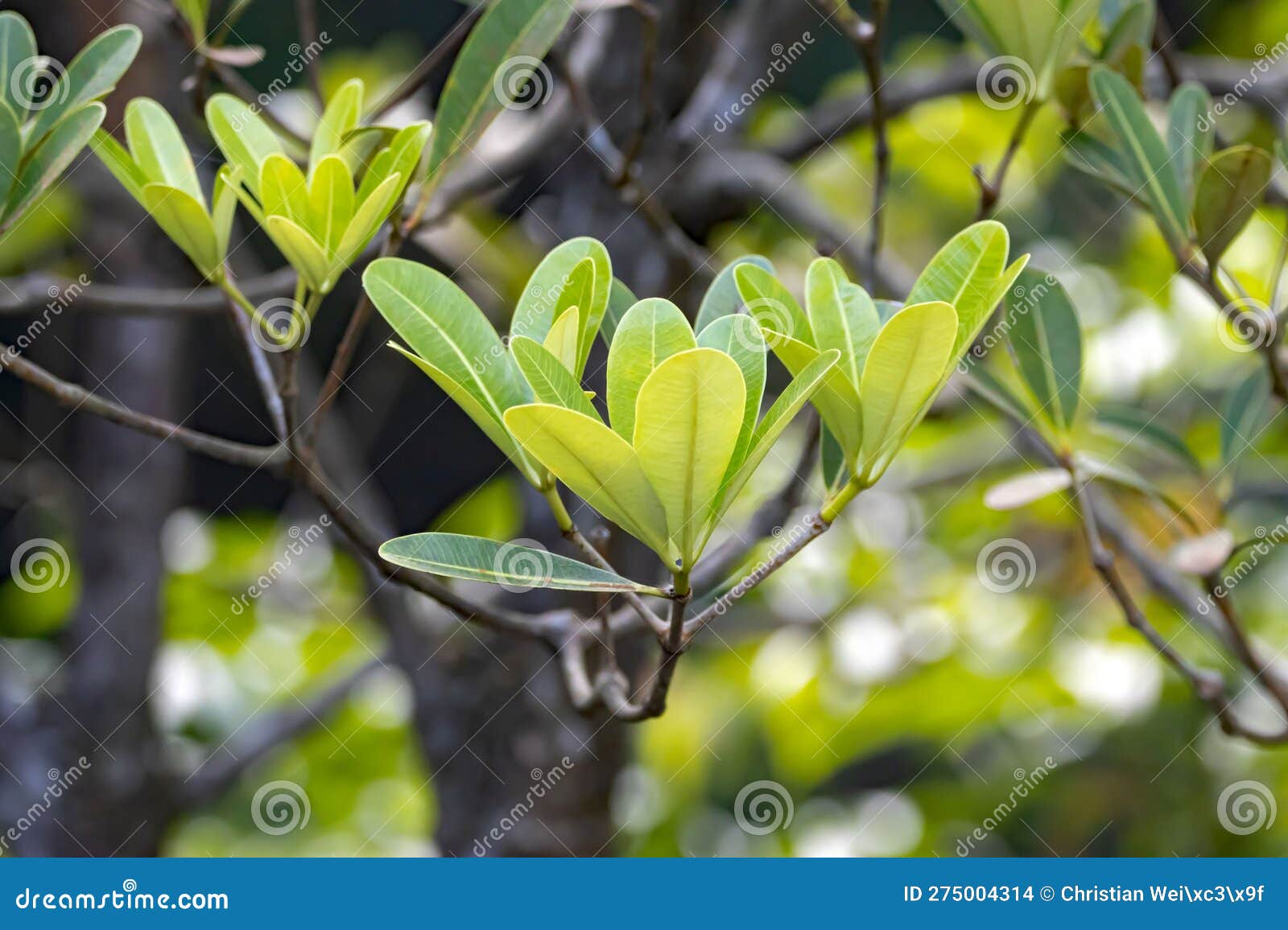 Leaves and Branches of Siamese Balsa, Alstonia Spatulata Stock Photo ...