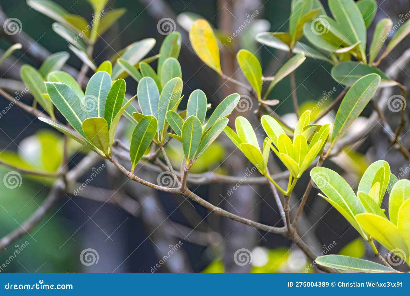 Leaves and Branches of Siamese Balsa, Alstonia Spatulata Stock Image ...