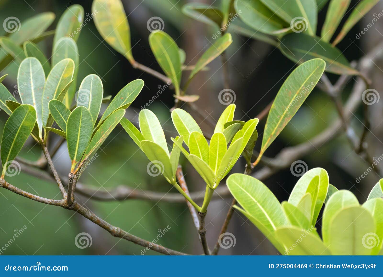Leaves and Branches of Siamese Balsa, Alstonia Spatulata Stock Image ...