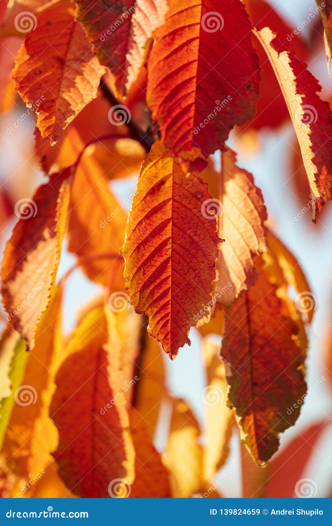 Leaves on the Branches of a Tree in Autumn Stock Image - Image of ...