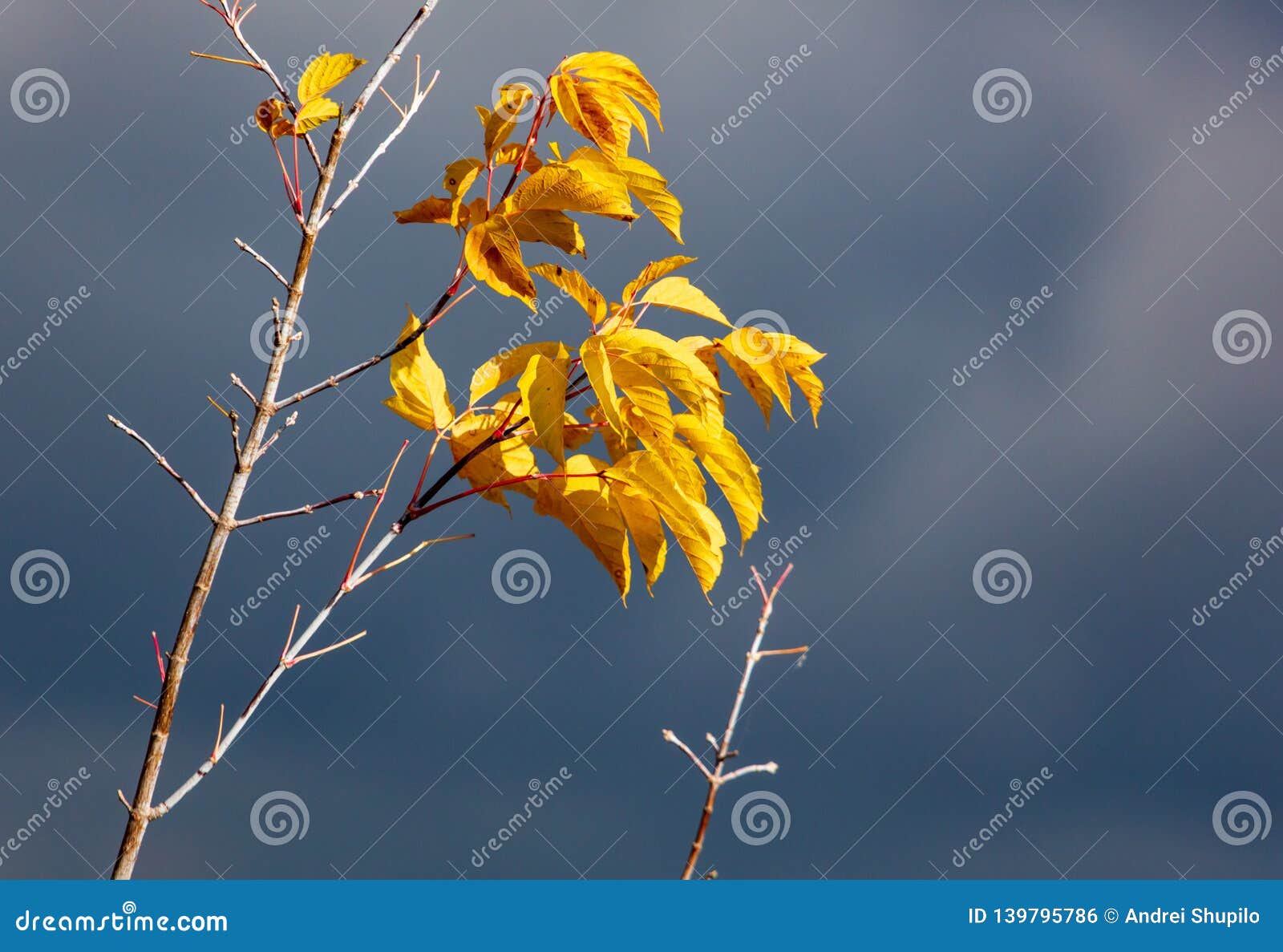 Leaves on the Branches of a Tree in Autumn Stock Photo - Image of plant ...