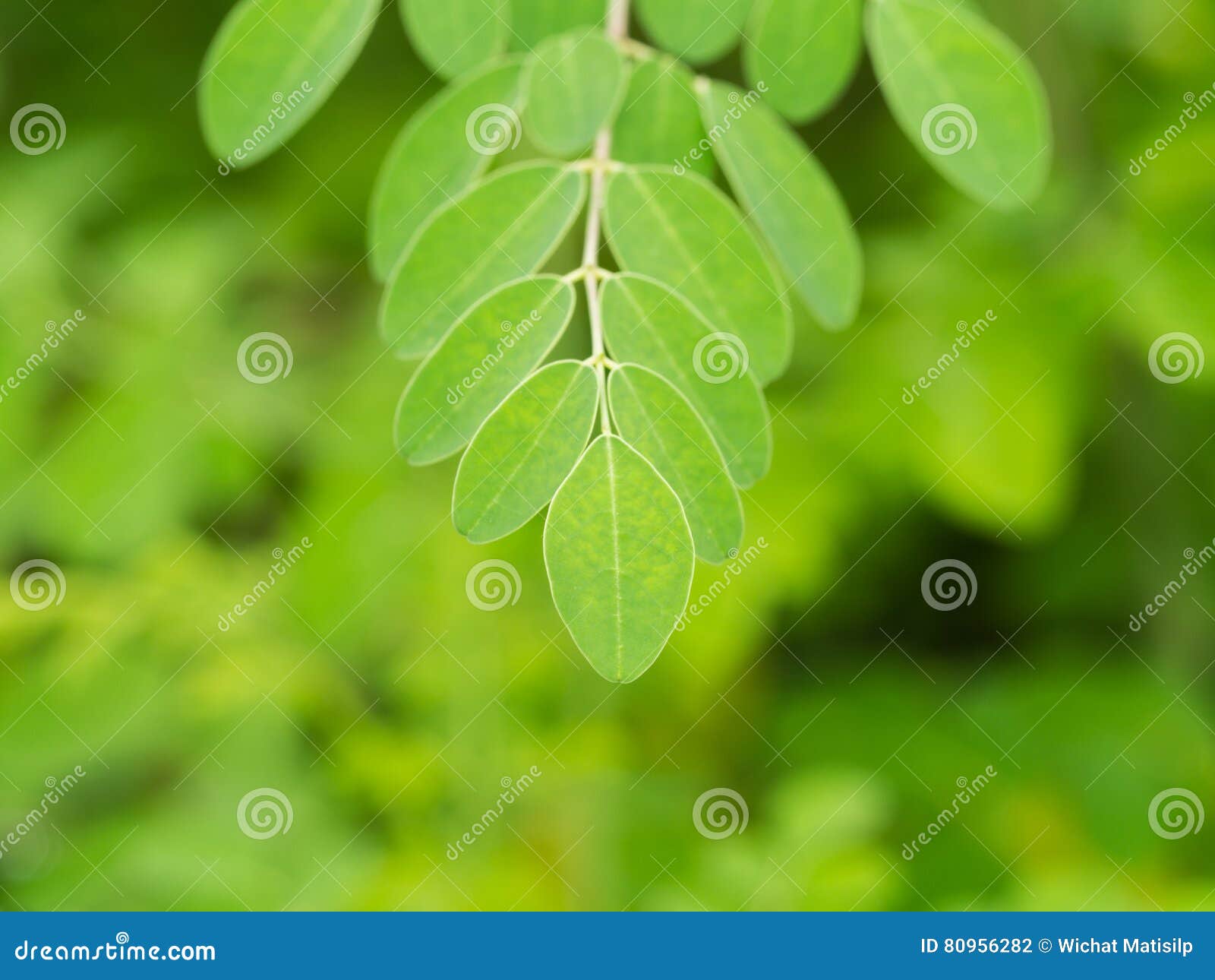 Leaves Of A Brazilian Native Palm Tree, Butia Eriospatha Stock Image ...