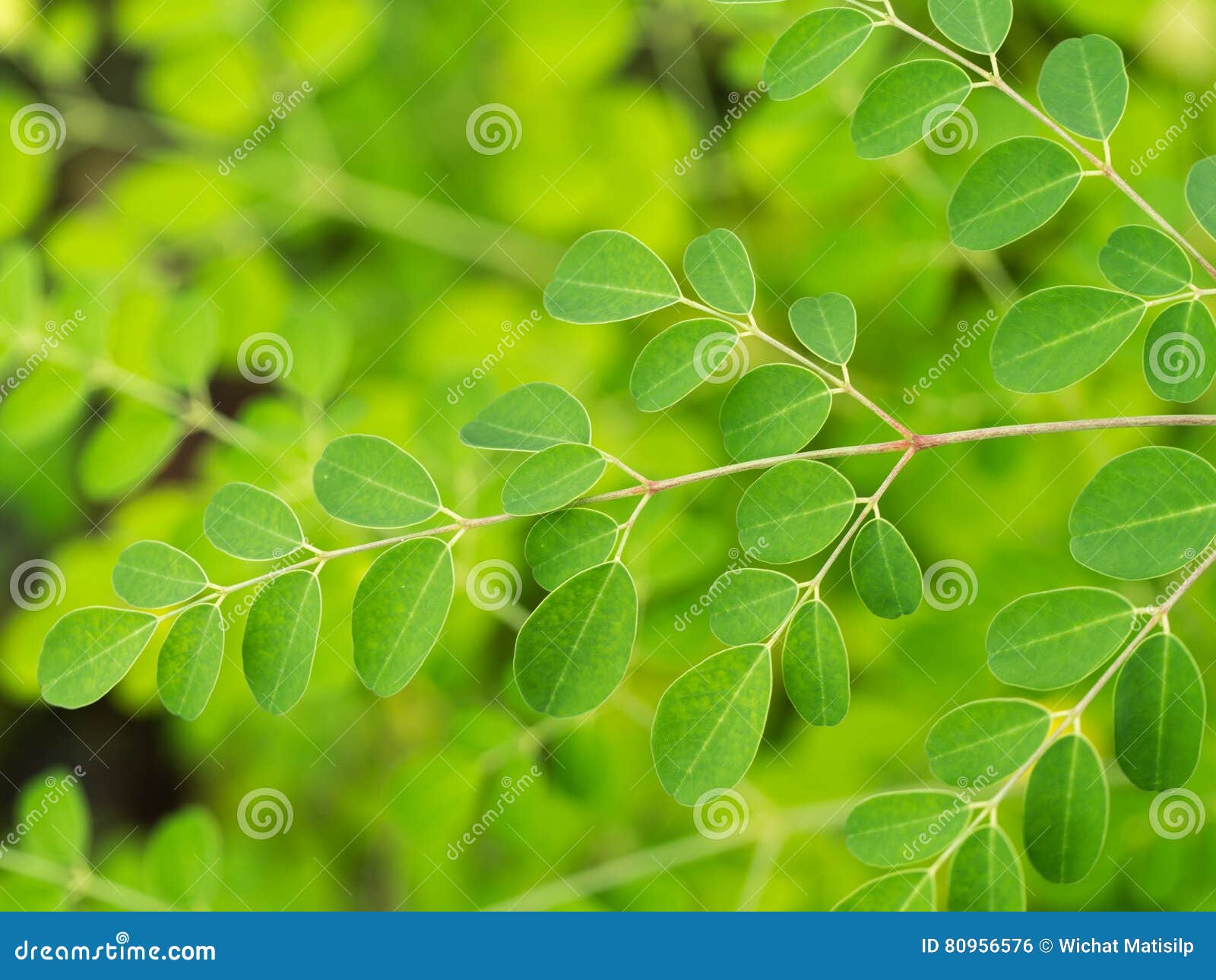 Leaves of Brazilian Pepper-tree Stock Photo - Image of delicious ...