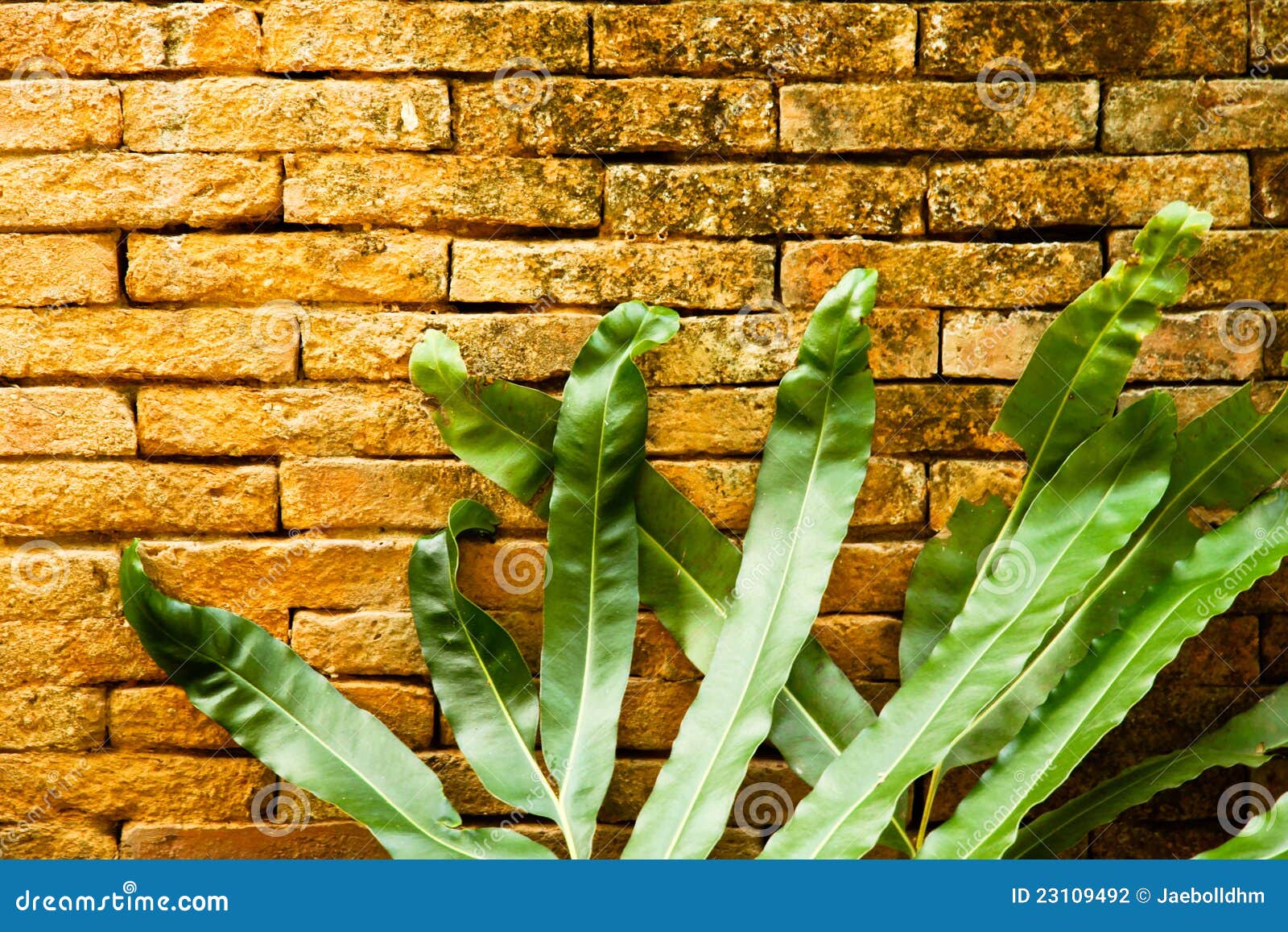 Leaves on brick wall stock photo. Image of brick, light - 23109492