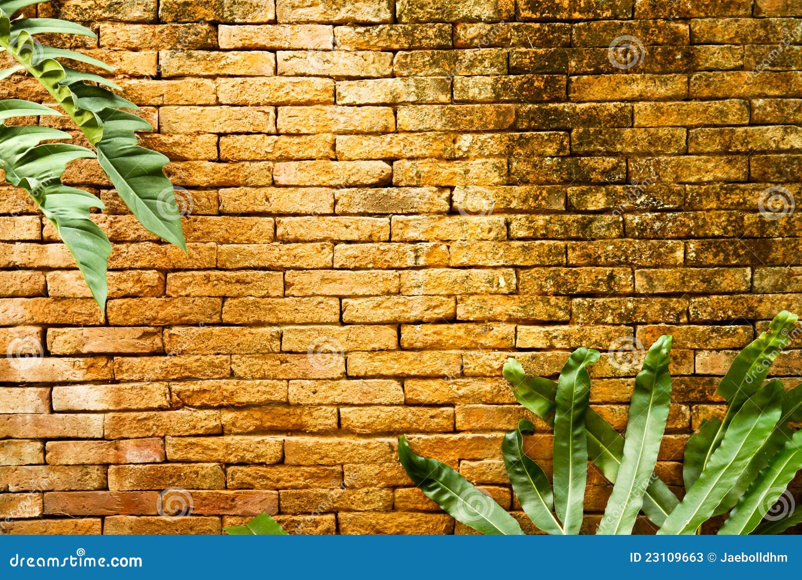 Leaves on brick wall stock image. Image of house, construction - 23109663