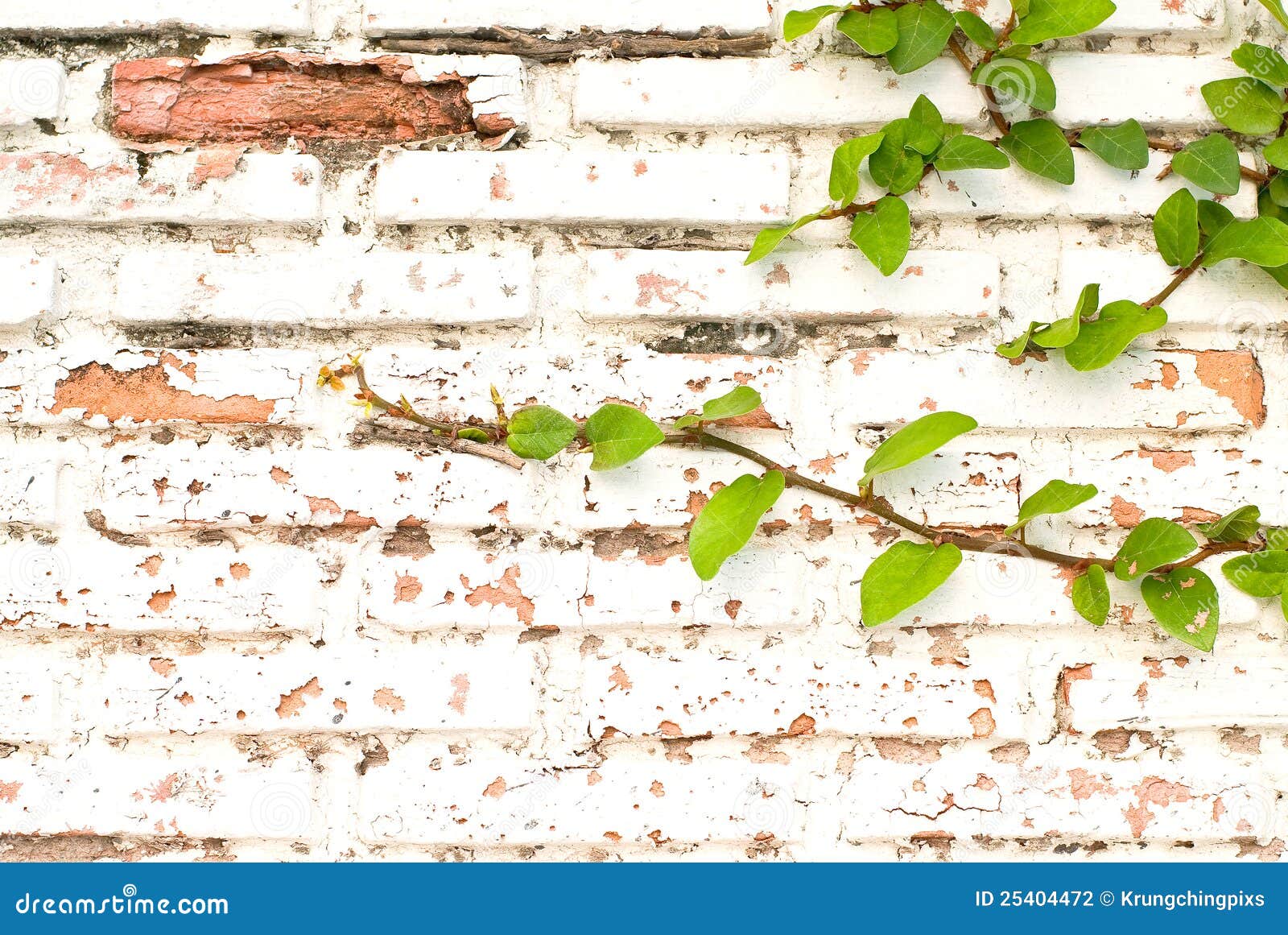 Leaves at brick wall stock photo. Image of color, backdrop - 25404472