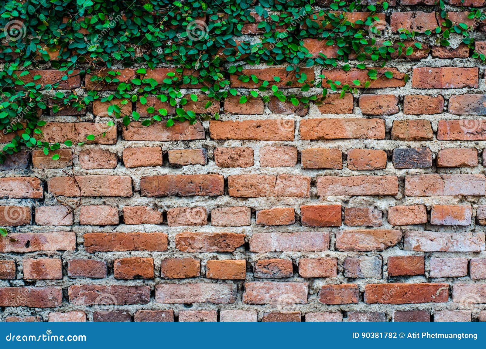Leaves on Brick Wall for Wallpaper. Stock Photo - Image of ornamental ...