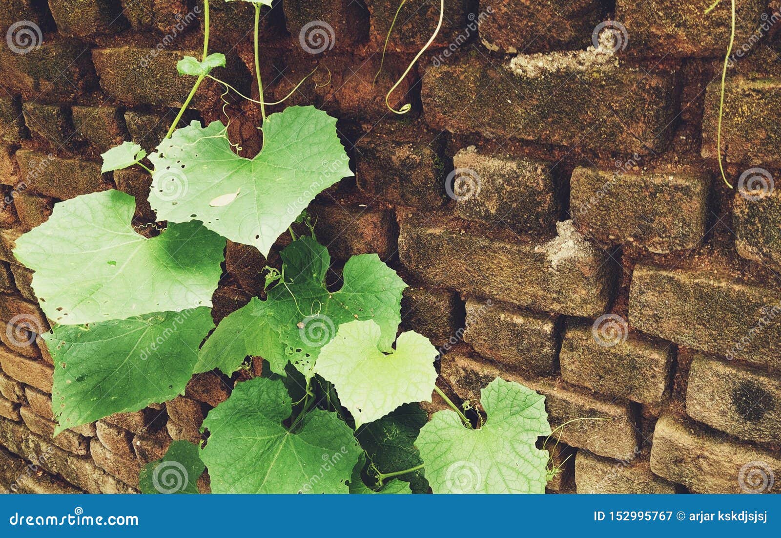 Leaves on Brick Wall for Wallpaper, Stock Image - Image of leaves ...