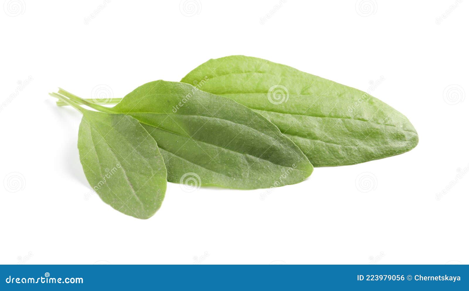 Leaves of Broadleaf Plantain on White Background. Medicinal Herb Stock ...
