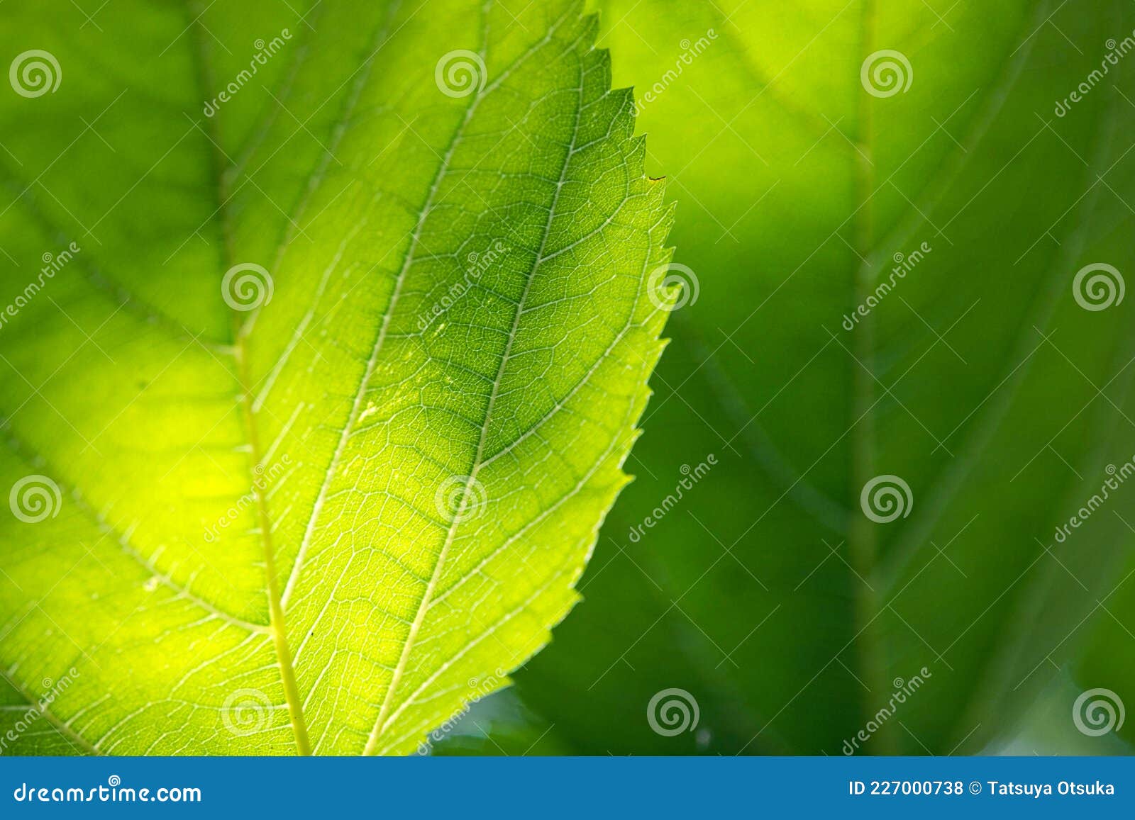 The Leaves of Broadleaf Tree in Summer Stock Photo - Image of nature ...