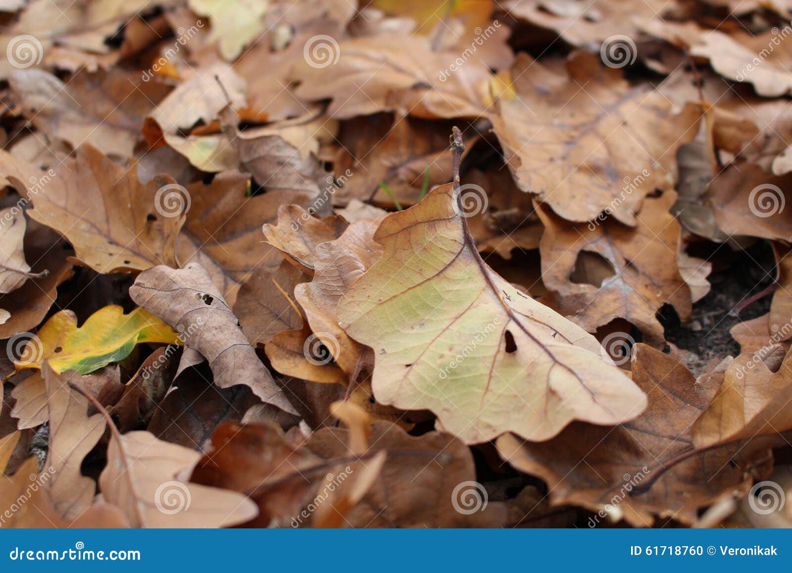 Leaves stock photo. Image of fallen, leaves, tree, detail - 61718760