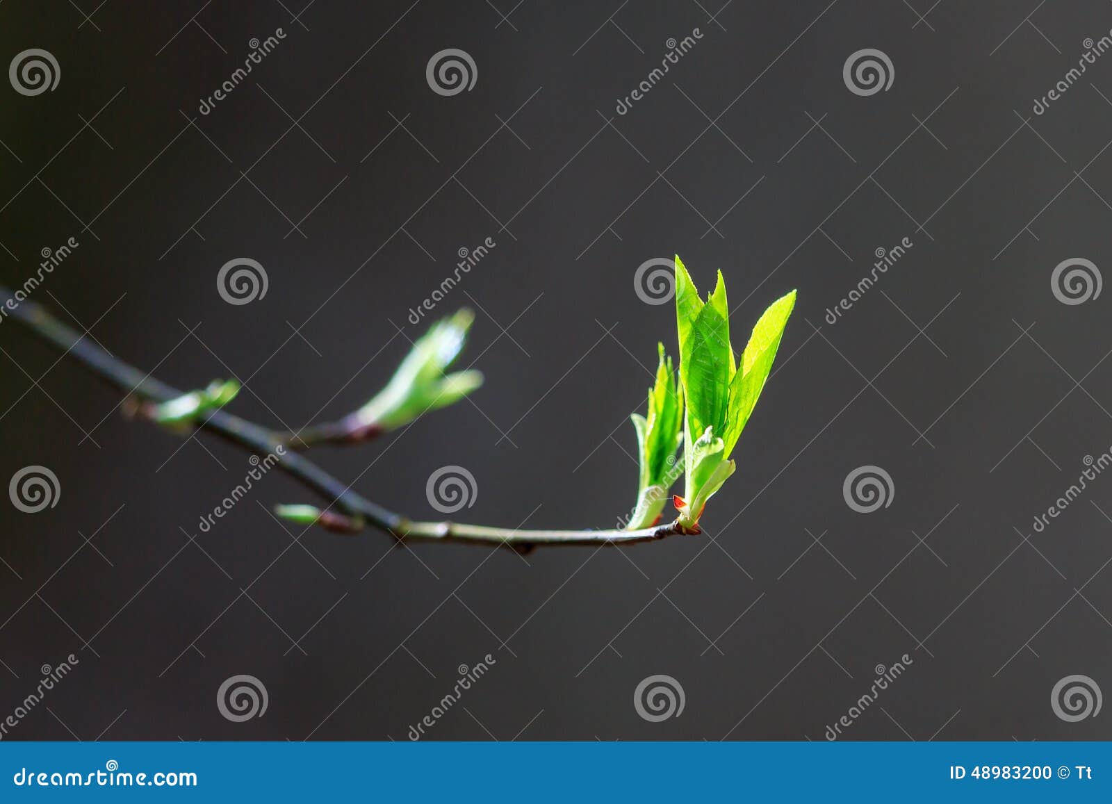 Leaves that budding stock photo. Image of outdoor, deciduous - 48983200