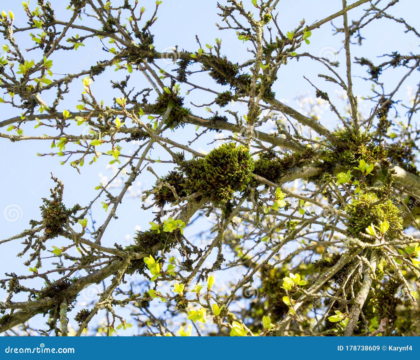 Moss Covering the Branches of a Tree in the Early Spring Stock Image ...