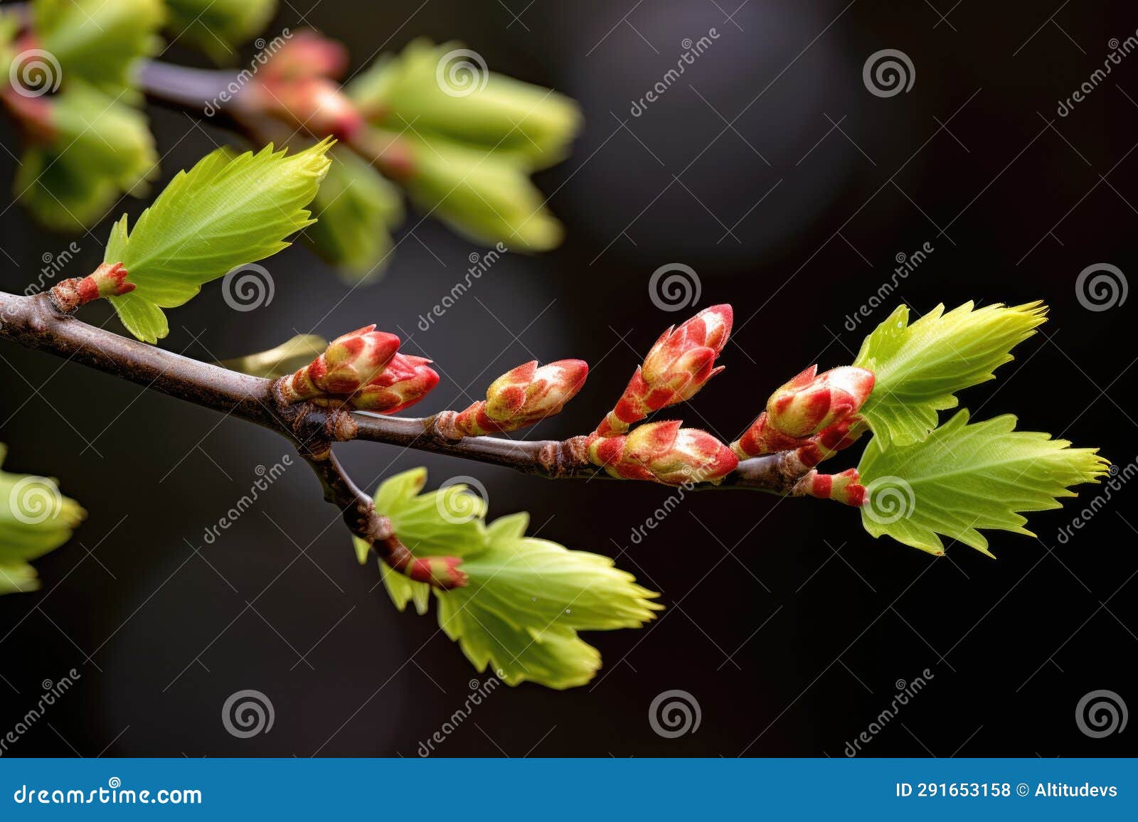 Leaves Budding on a Tree Branch Stock Photo - Image of green, leaves ...
