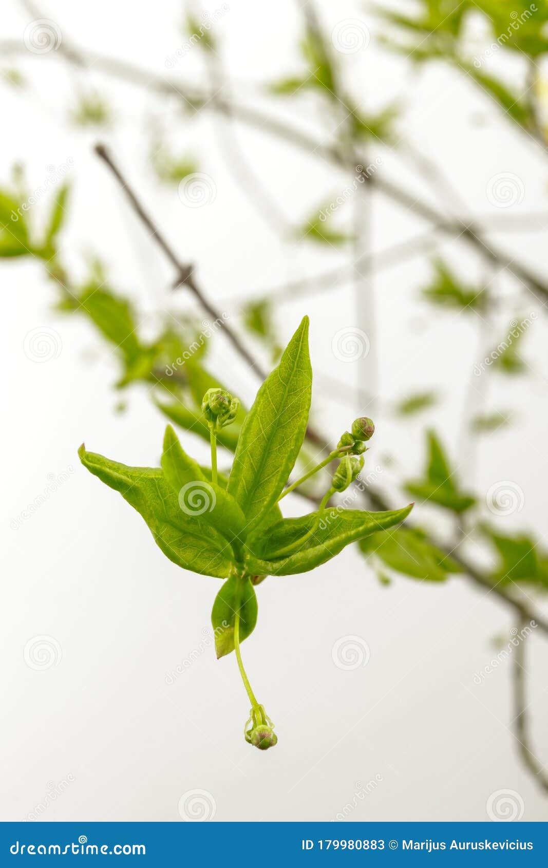 Leaves and Buds Isolated on Bright Background. Macro Stock Image ...