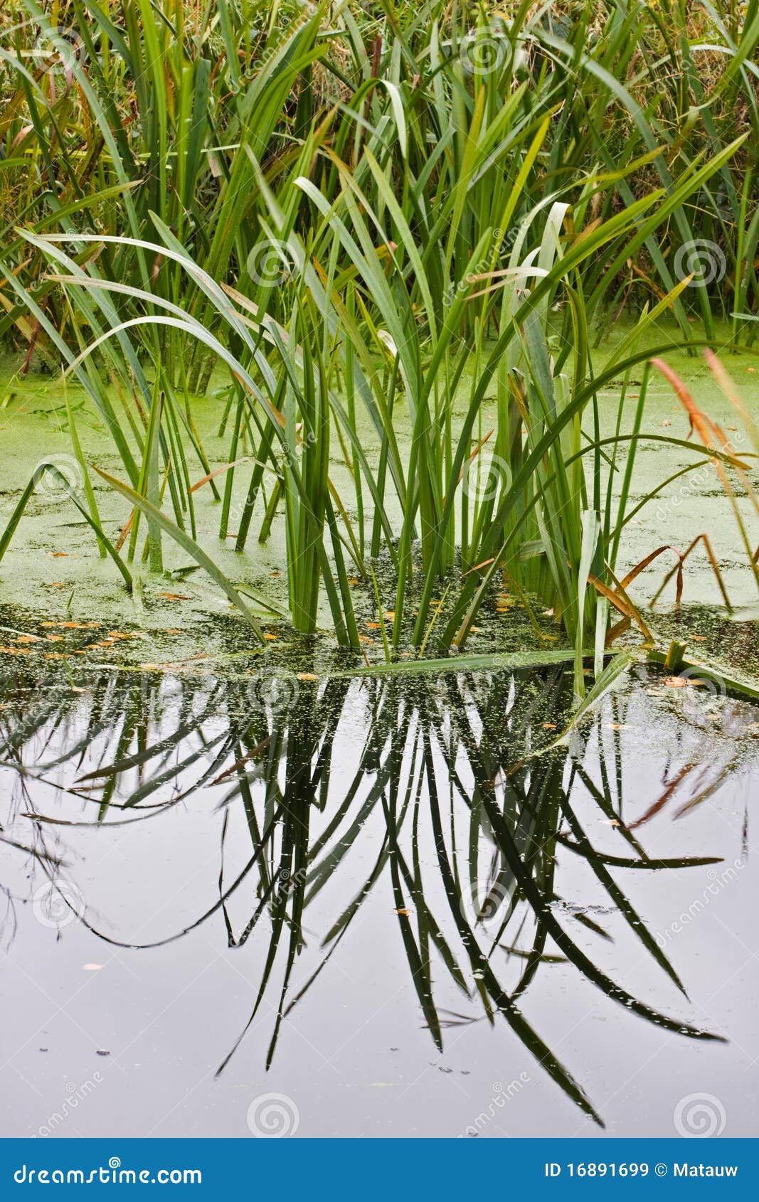 Leaves of Bulrush stock image. Image of water, plants - 16891699